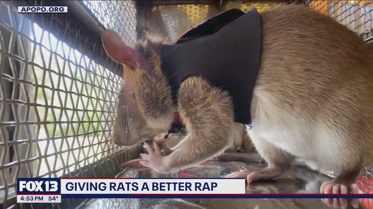 'Hero rats' giving rodents a better rap | FOX 13 Seattle