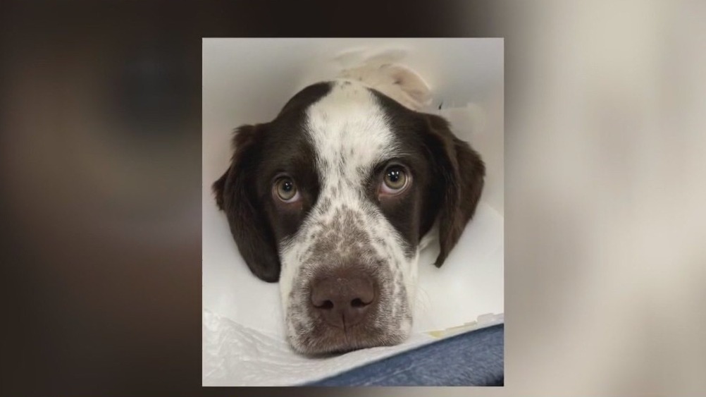Michigan man facing animal torture charges | FOX 2 Detroit