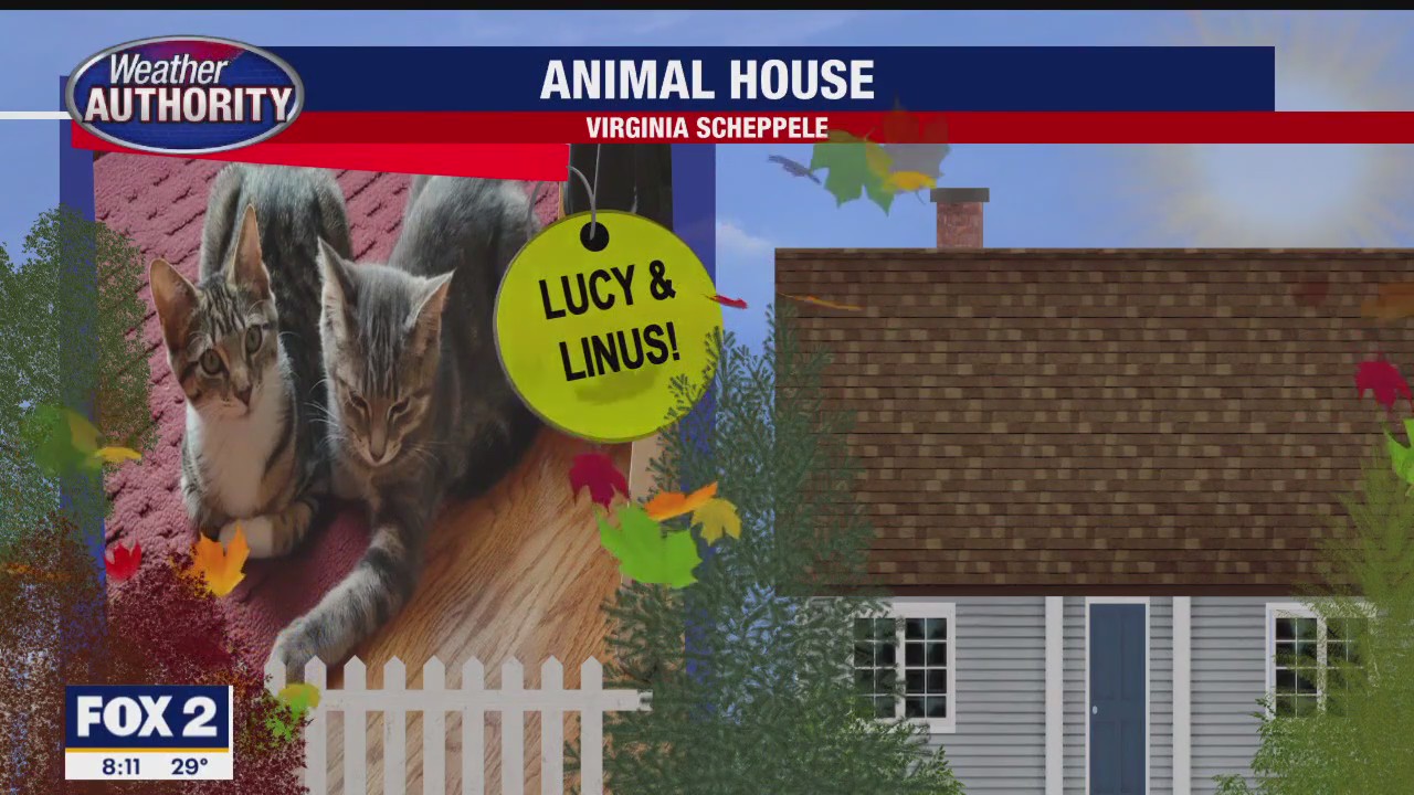 Meet Lucy & Linus | FOX 2 Detroit