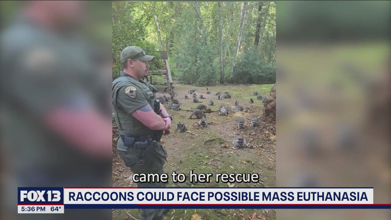 Raccoons could face mass euthanasia in WA town | FOX 13 Seattle