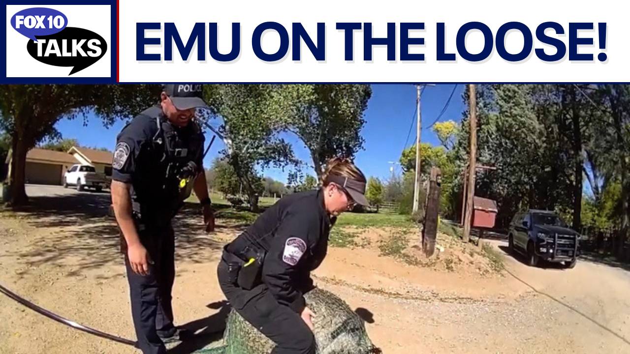 Emu on the loose captured | FOX 10 Talks | FOX 10 Phoenix
