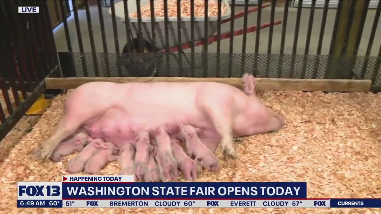 Piglets at the Washington State Fair | FOX 13 Seattle