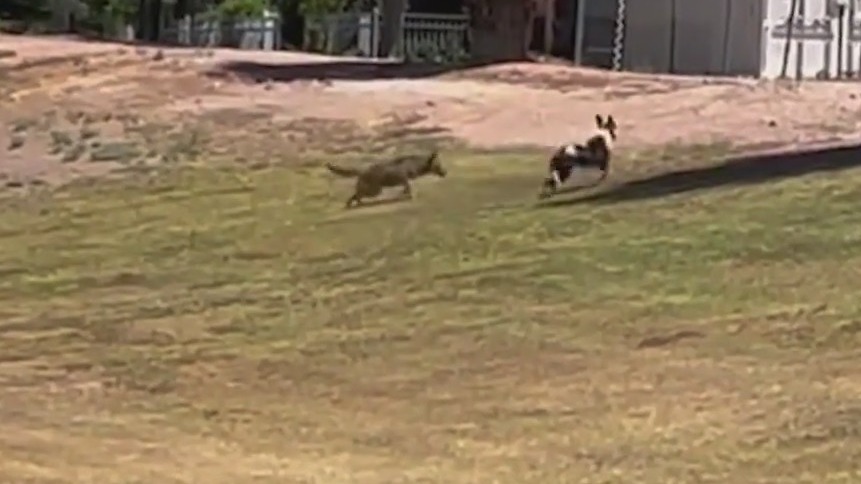 2 coyotes euthanized following attack in Scottsdale | FOX 10 Phoenix