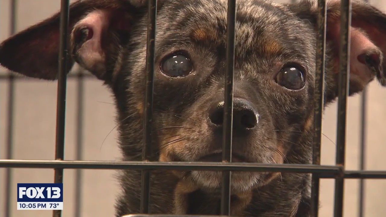 103 Chiweenies rescued from home in Auburn | FOX 13 Seattle