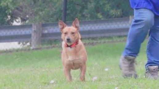 Pet of the Day: Ozzy | FOX 4 Dallas-Fort Worth