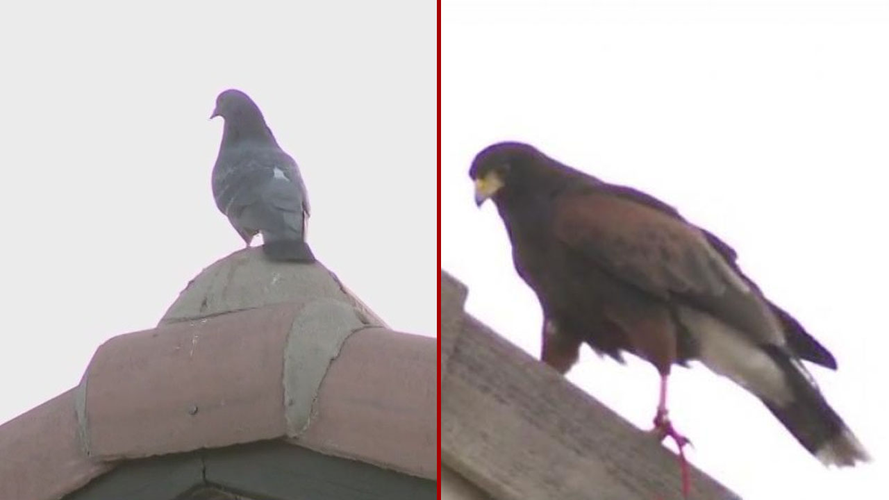 Desert Kings Falconry takes unique approach to hunt and remove pigeons ...