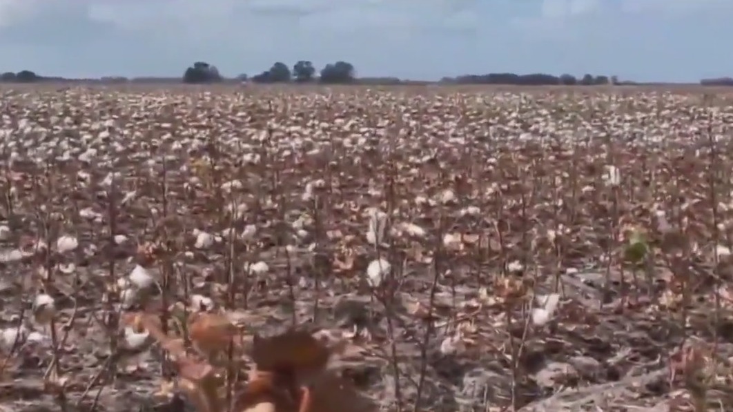 Cotton: Many factors impacting AZ's cash crop | FOX 10 Phoenix