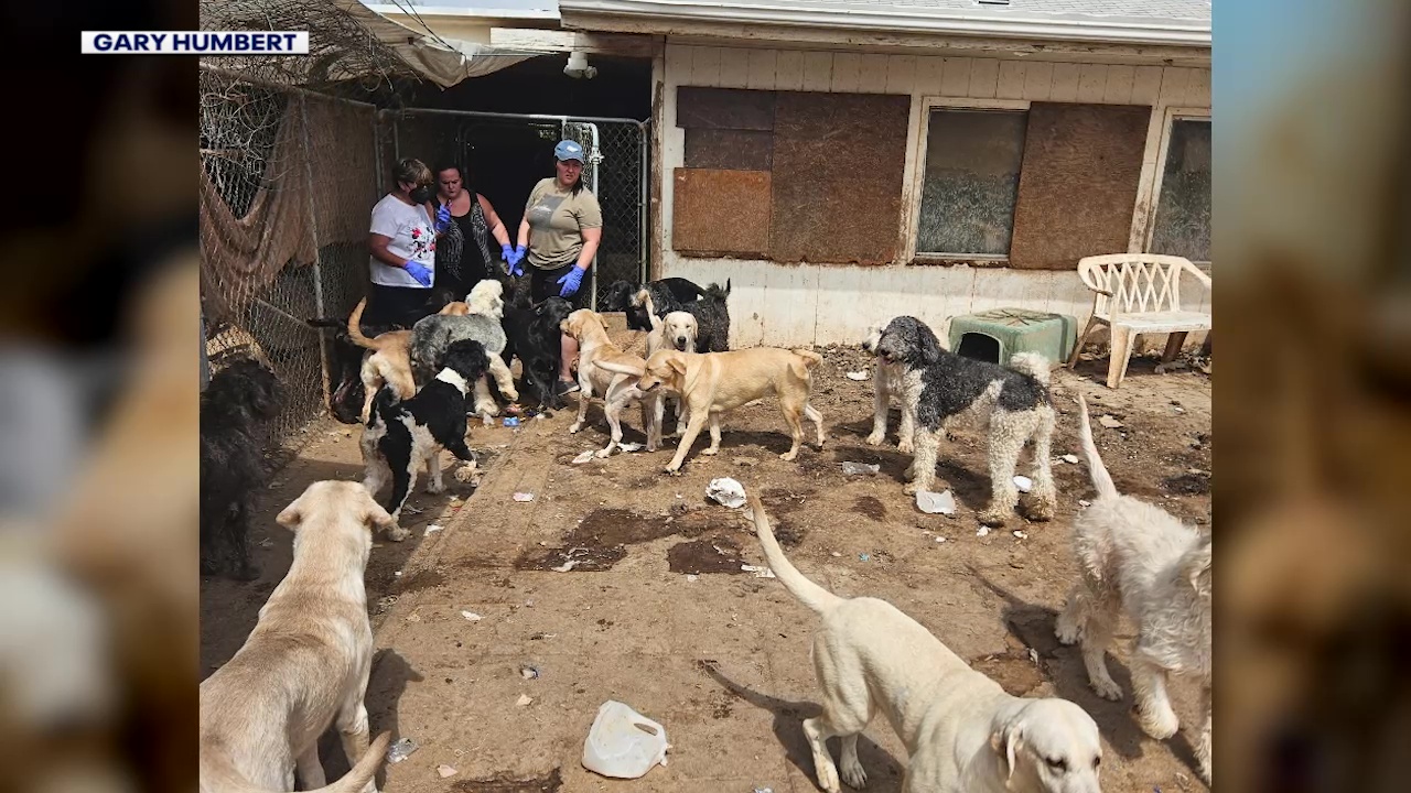 Dogs seized in Gilbert animal cruelty probe | FOX 10 Phoenix