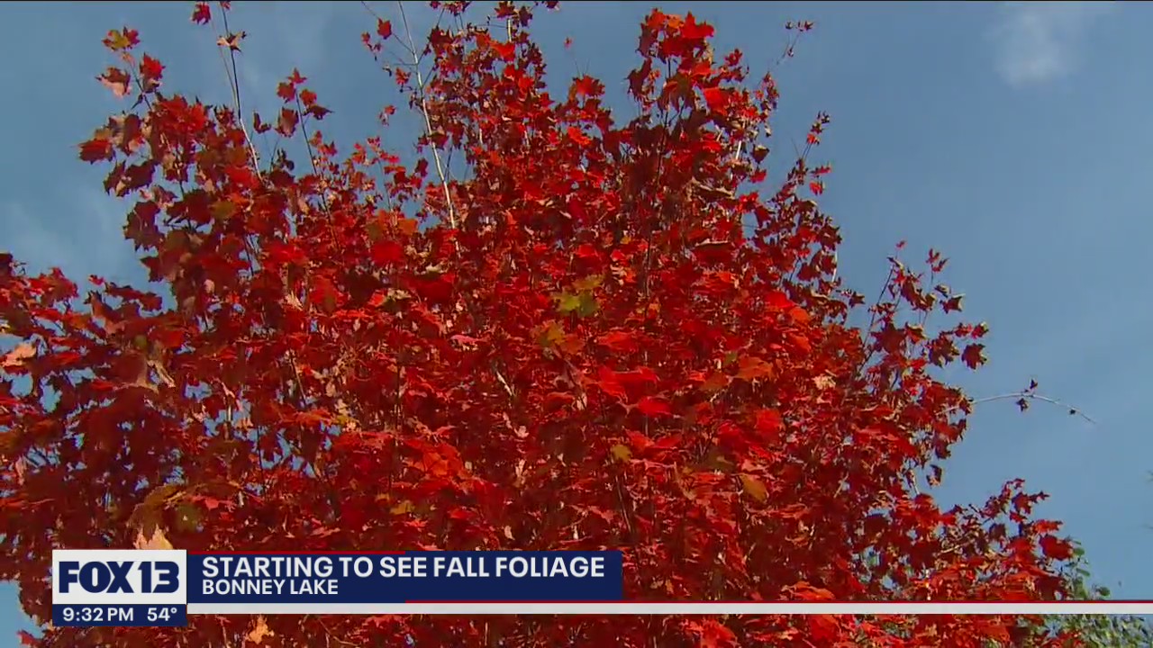 When can we expect to see peak fall foliage? | FOX 13 Seattle