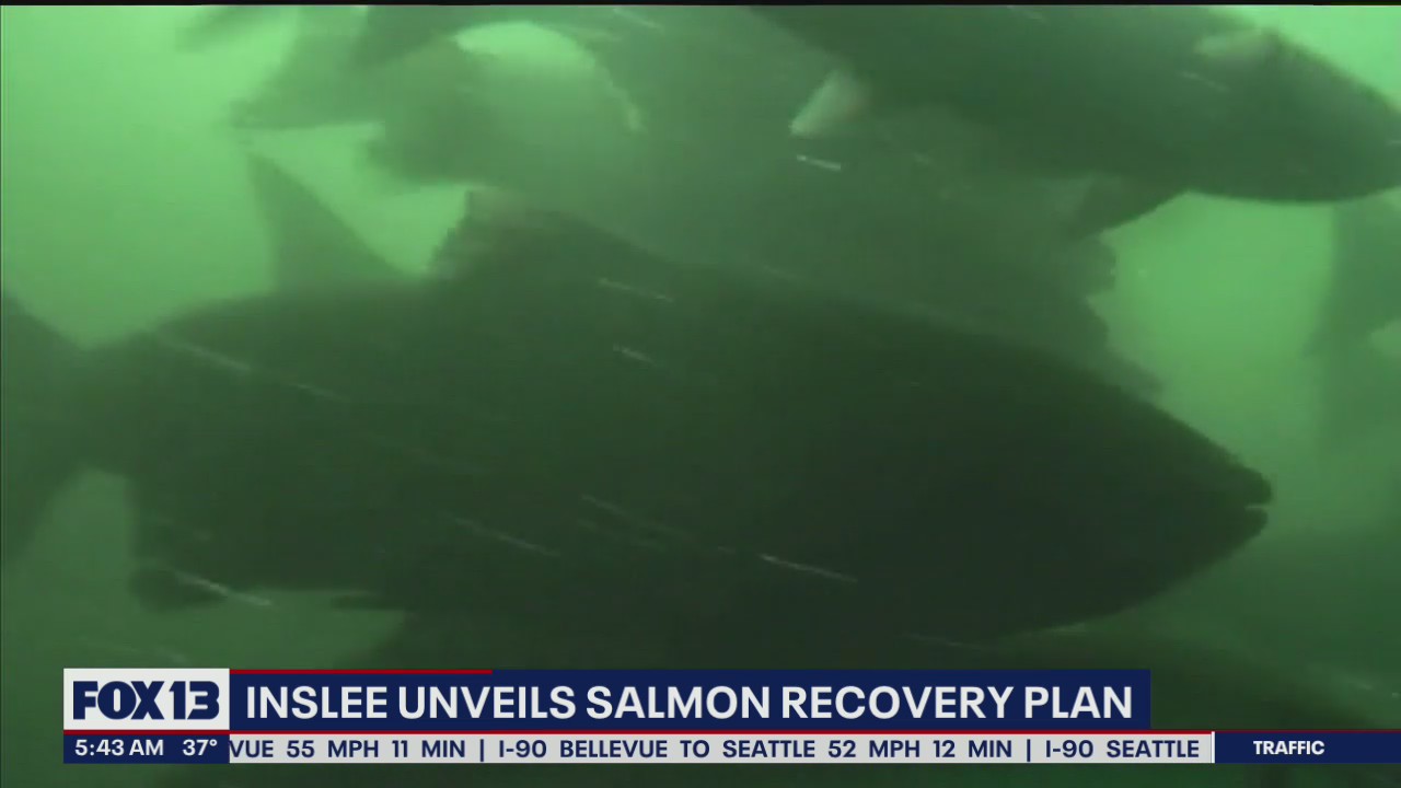 Gov. Inslee unveils salmon recovery plan | FOX 13 Seattle