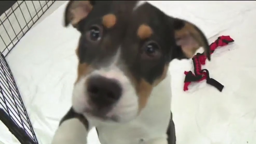 SF SPCA offers free puppy adoptions, prepares to pick up animals from ...