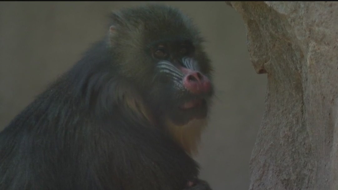 Mandrill monkey at Phoenix Zoo sets world record | FOX 10 Phoenix