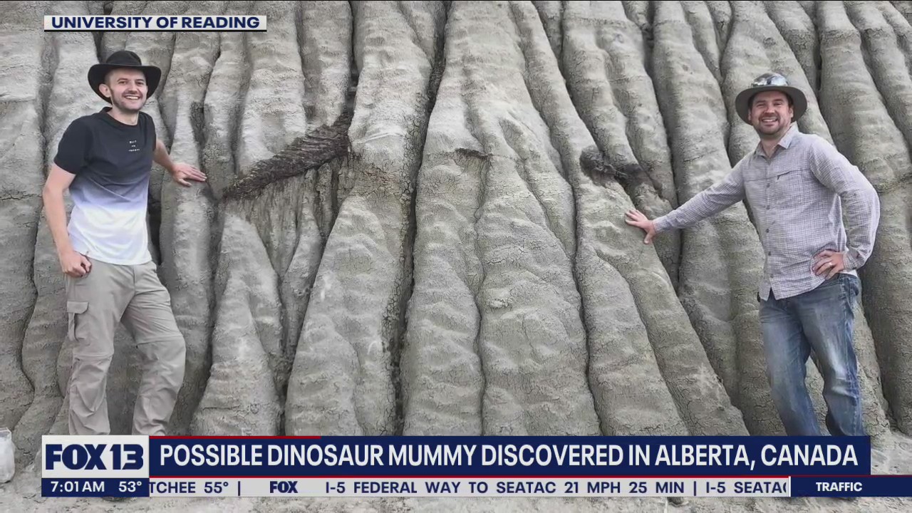 Possible dinosaur mummy discovered in Alberta, Canada | FOX 13 Seattle