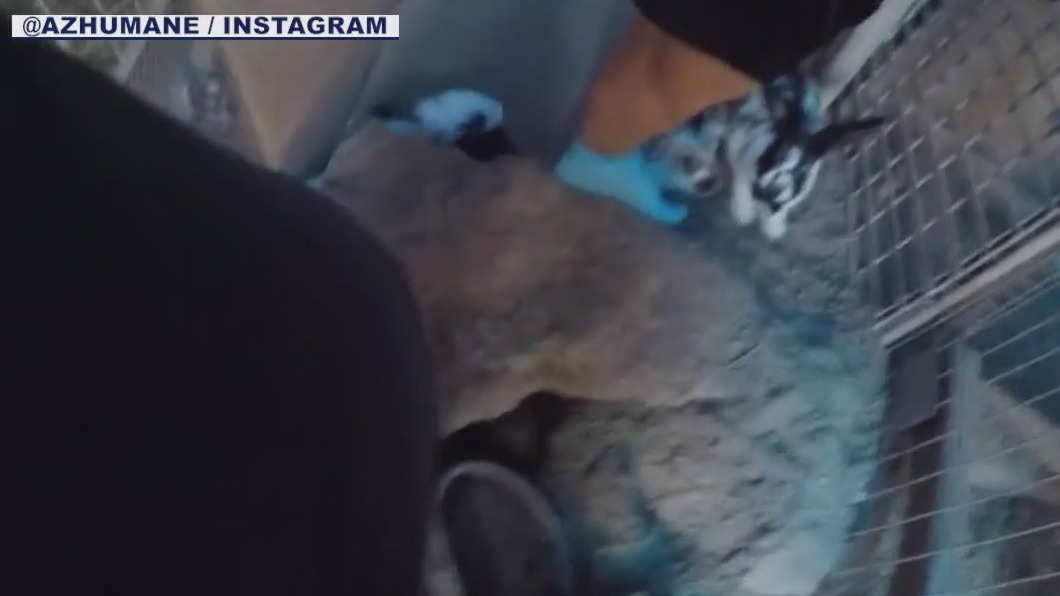 Arizona bunnies look for homes after being rescued | FOX 10 Phoenix