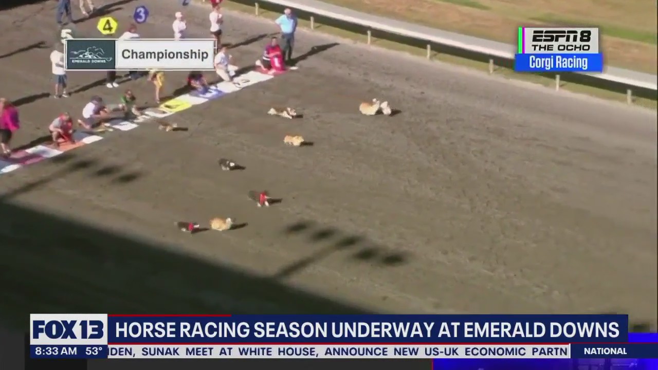 Horse racing season underway in Auburn | FOX 13 Seattle