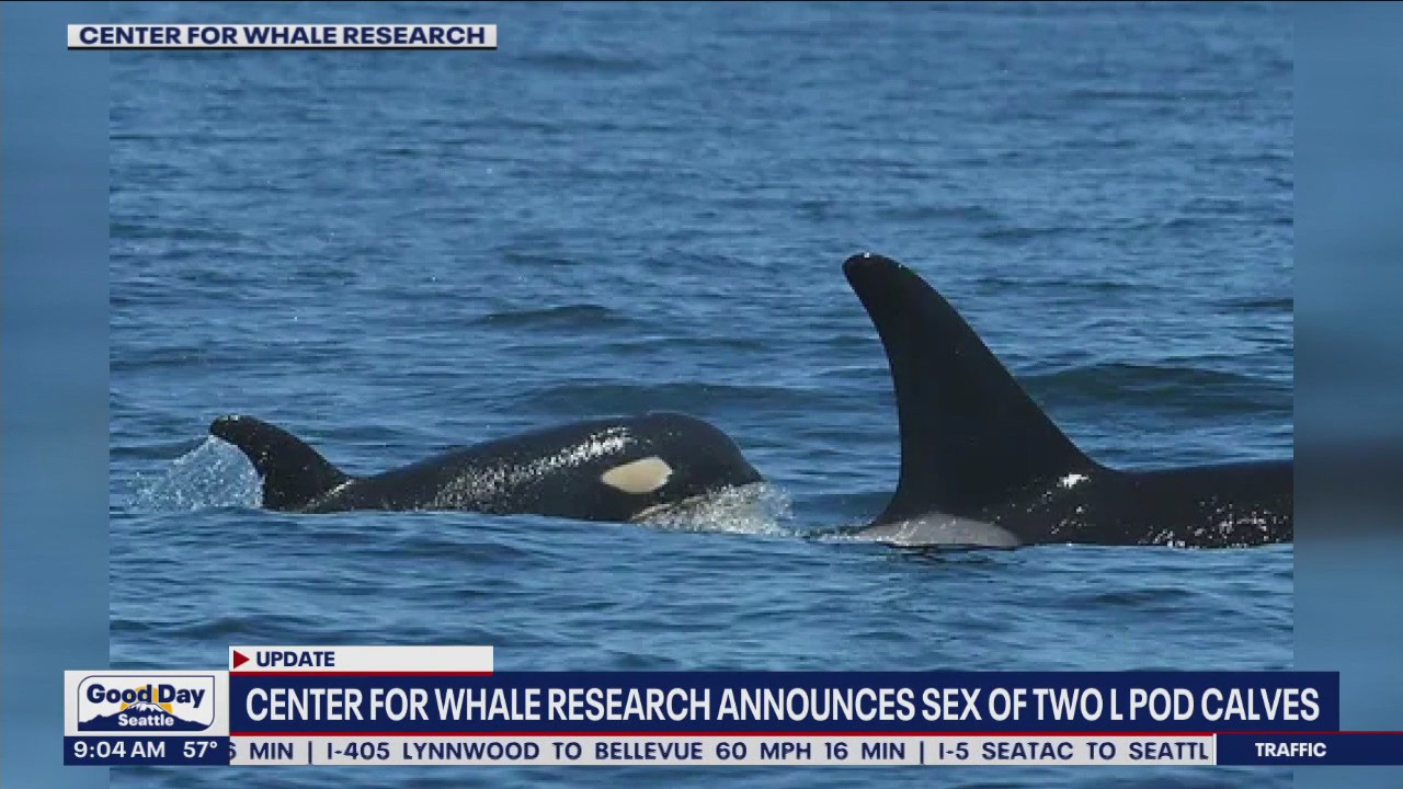 Center for Whale Research announces sex of 2 orca calves | FOX 13 Seattle