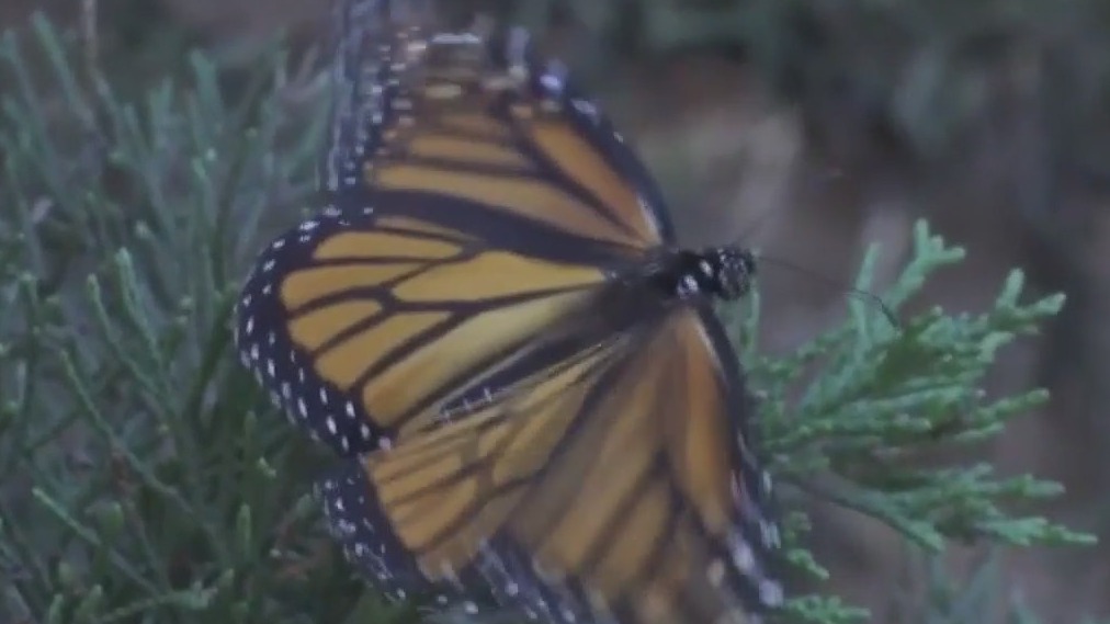 Californians asked to track monarch butterfly sightings | KTVU FOX 2