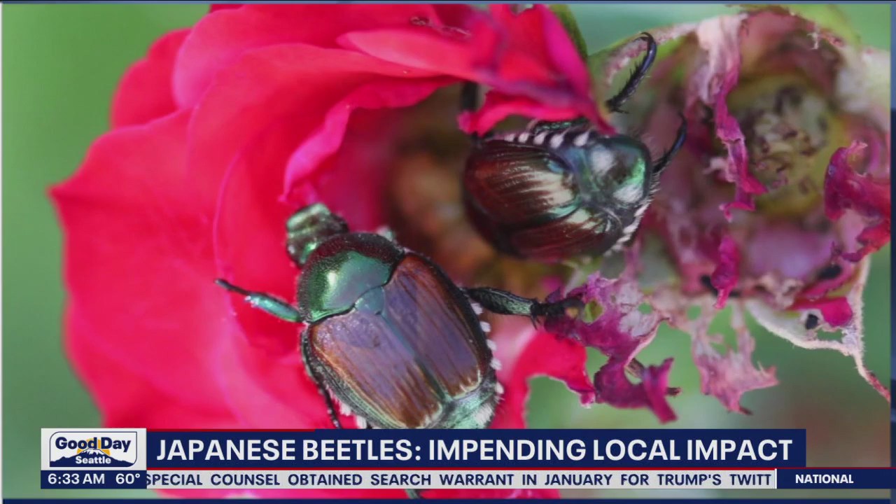 Japanese Beetles: Impending local impact | FOX 13 Seattle