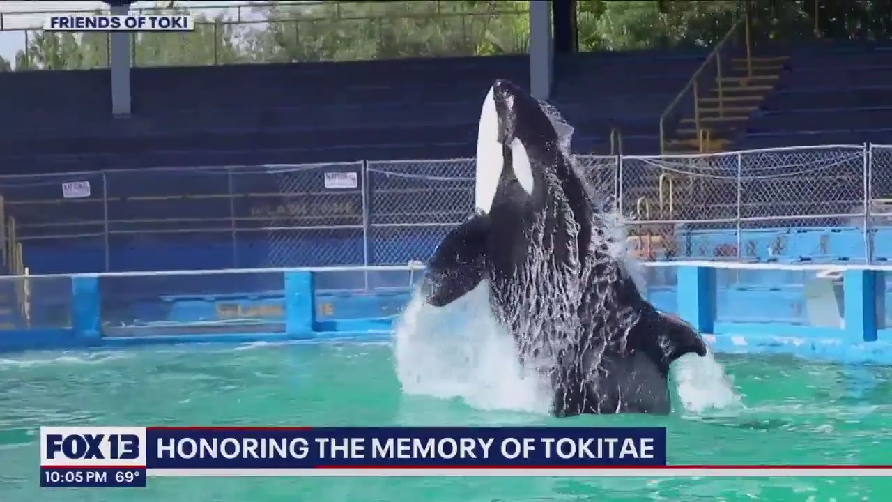 Honoring memory of Tokitae | FOX 13 Seattle