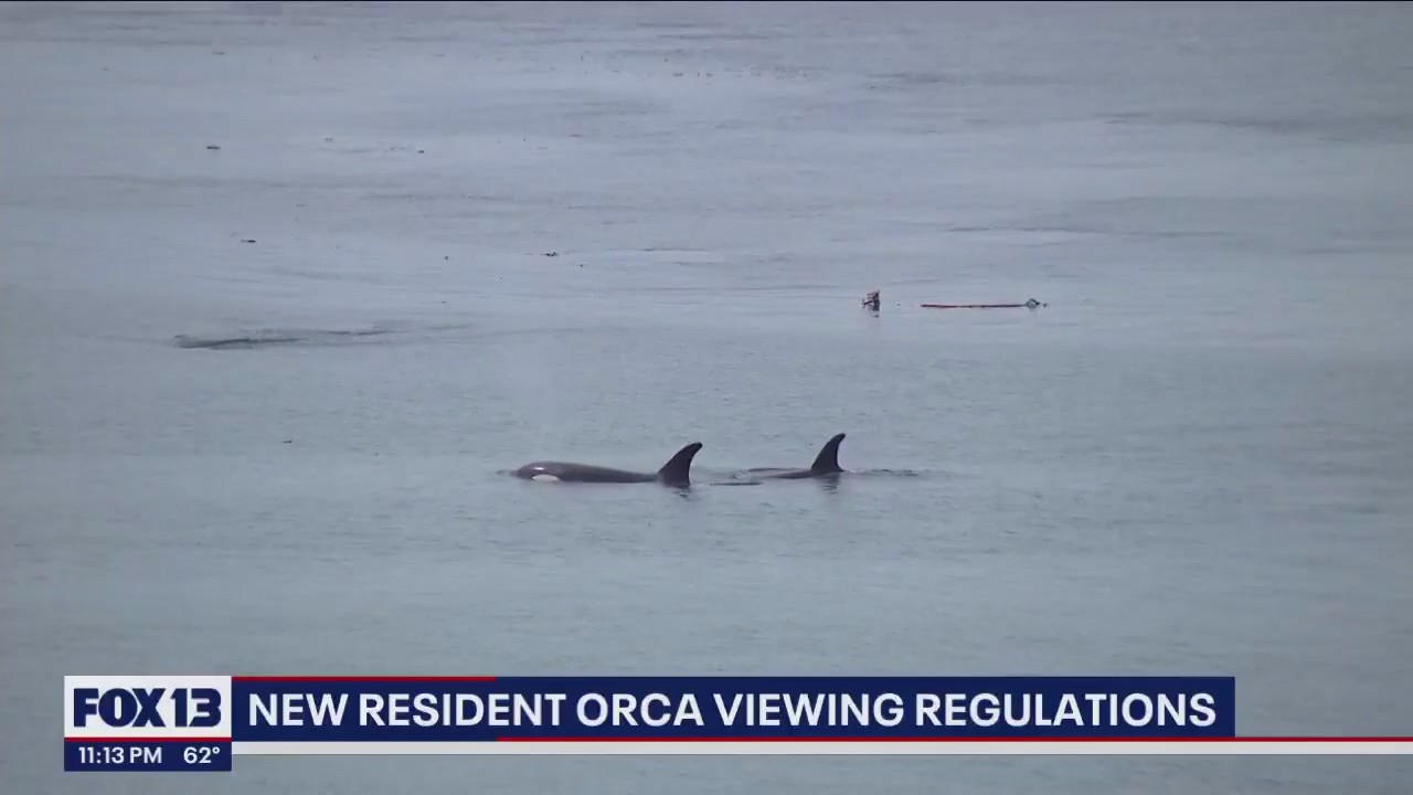 New resident orca viewing regulations | FOX 13 Seattle