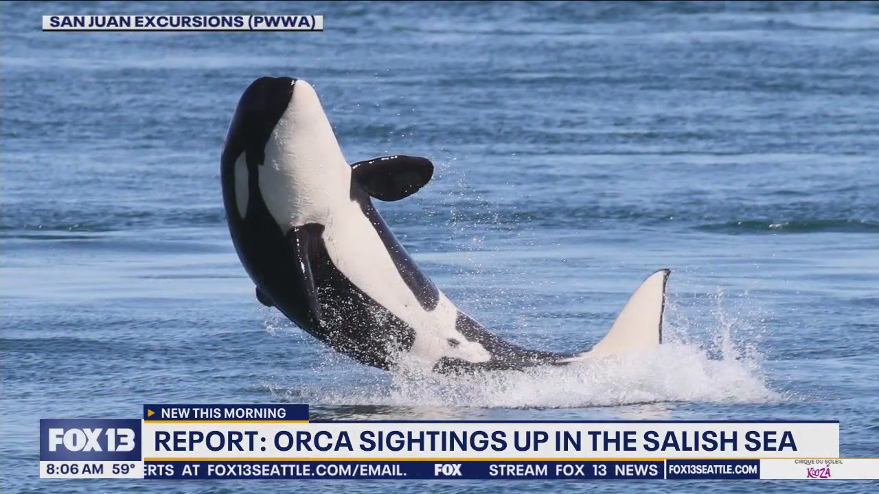 Orca sightings are up near Washington and Canada | FOX 13 Seattle