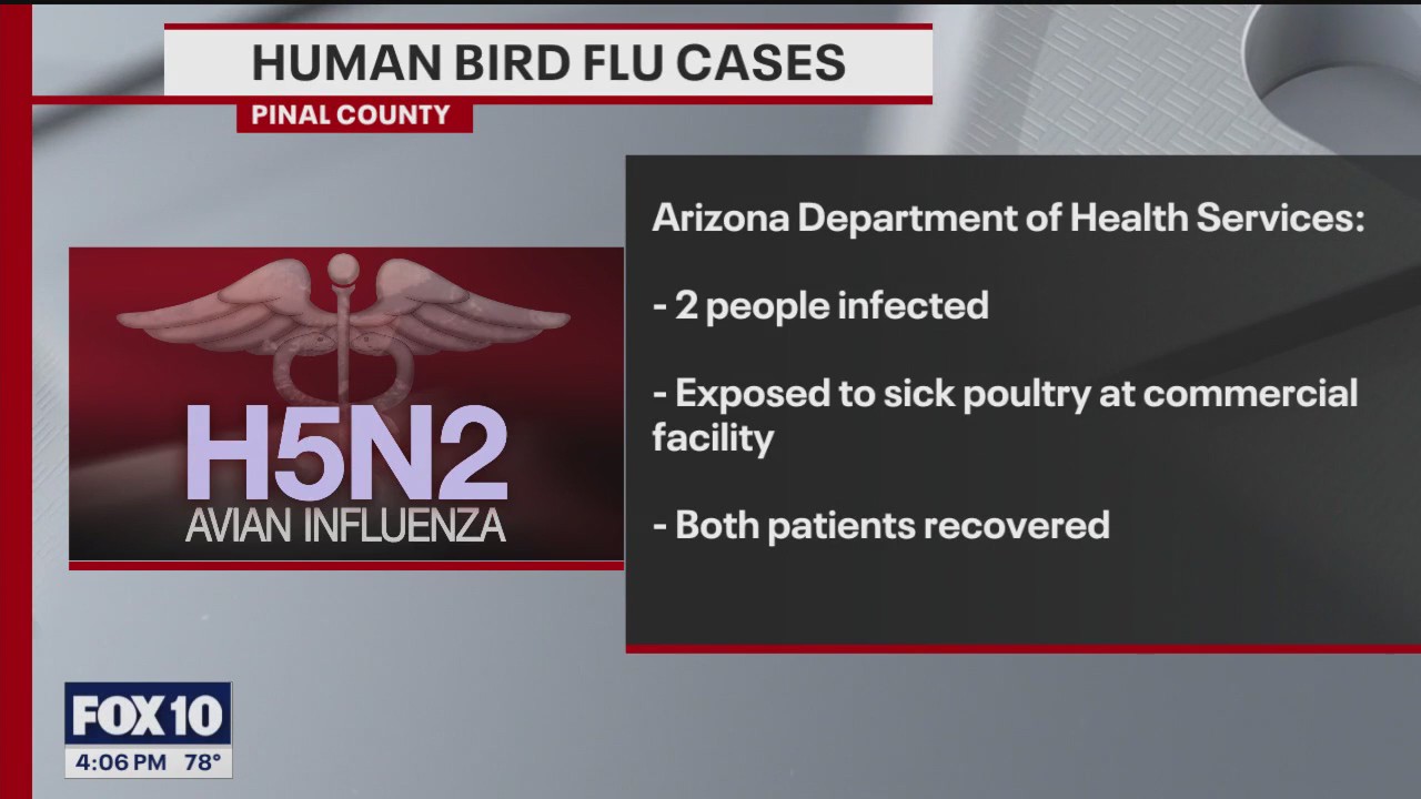 Bird flu: 1st human cases reported in Arizona | FOX 10 Phoenix