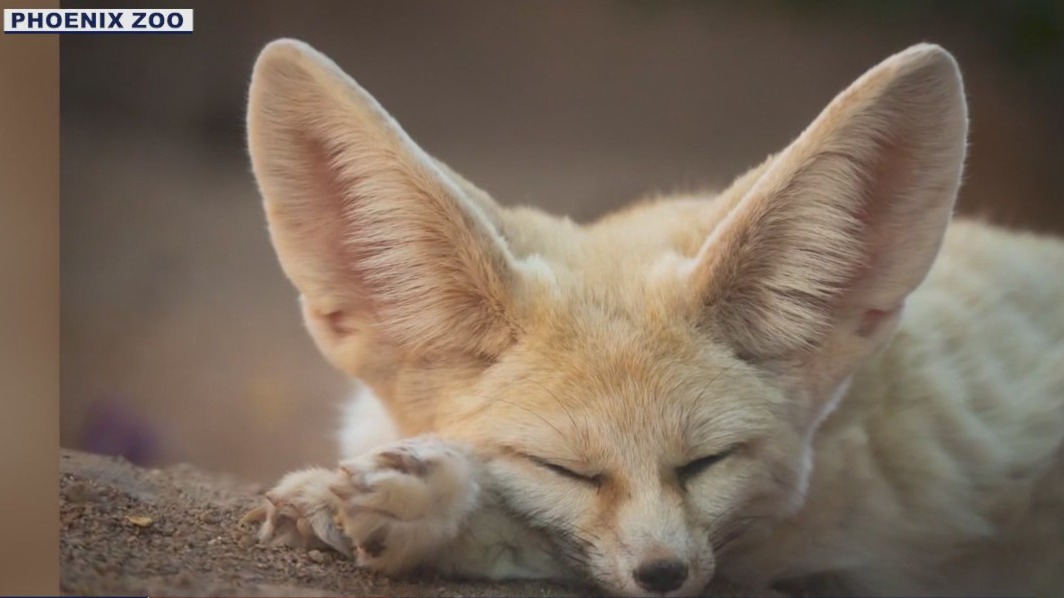 Phoenix Zoo mourns the loss of fennec fox Noelle | FOX 10 Phoenix