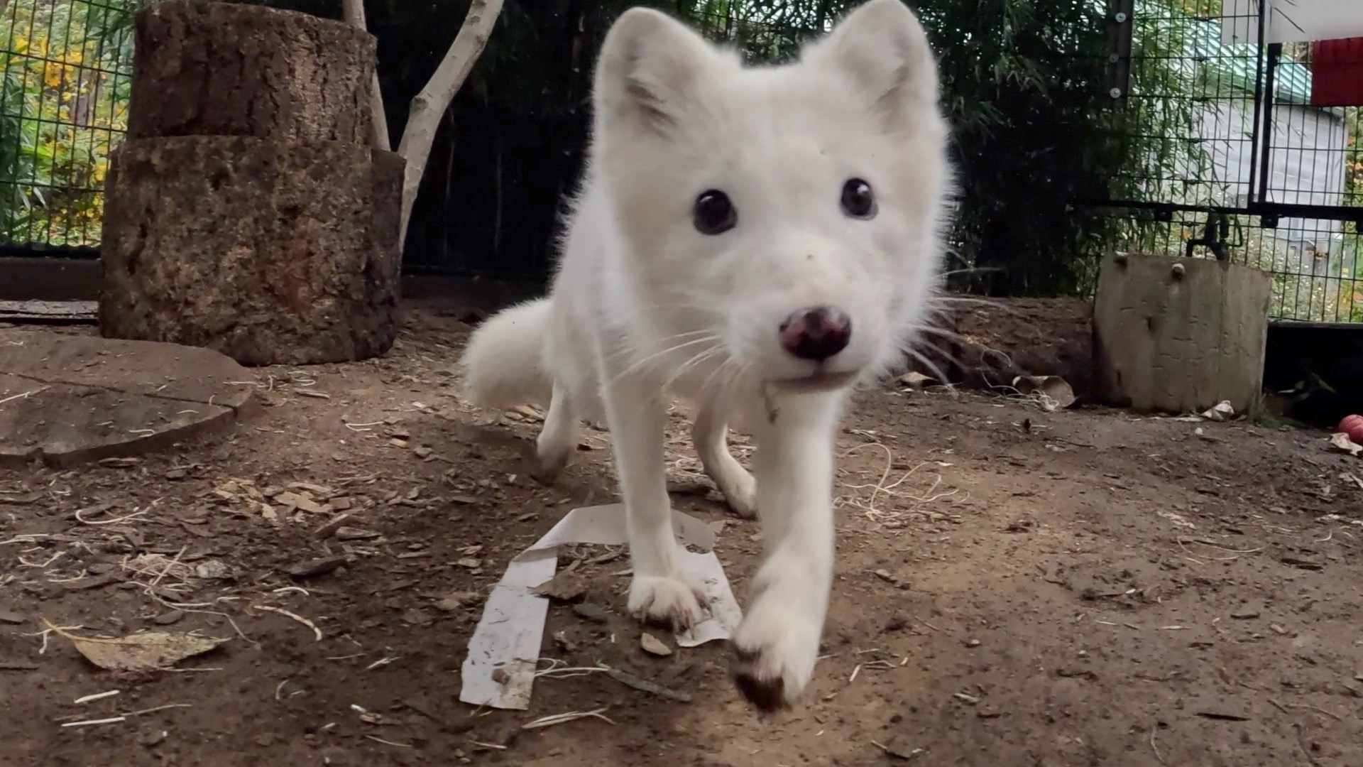Arctic fox rescued in OR finds new forever home in Wisconsin | FOX 13 ...