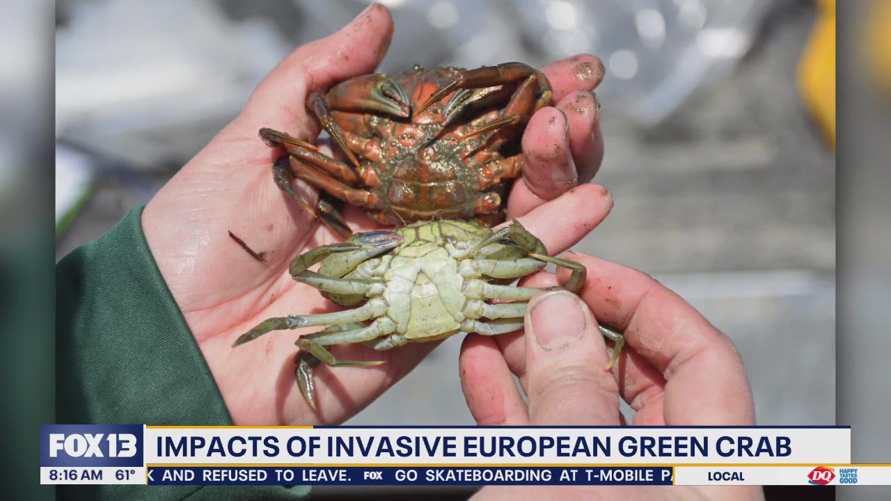 Crabbing season in WA: What to know to avoid mistaking invasive green ...