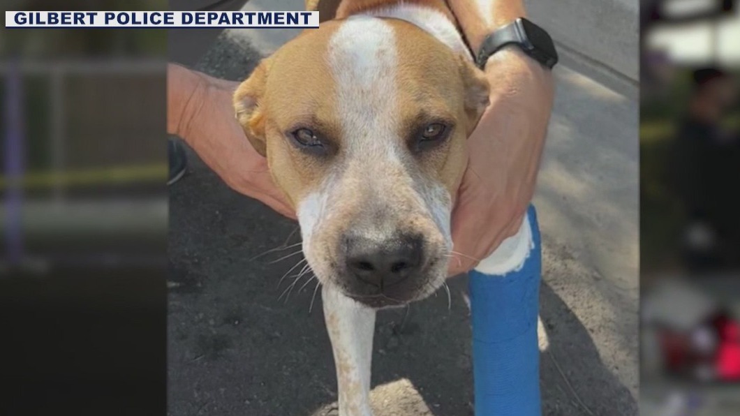 Gilbert PD helps dog injured in deadly shooting | FOX 10 Phoenix