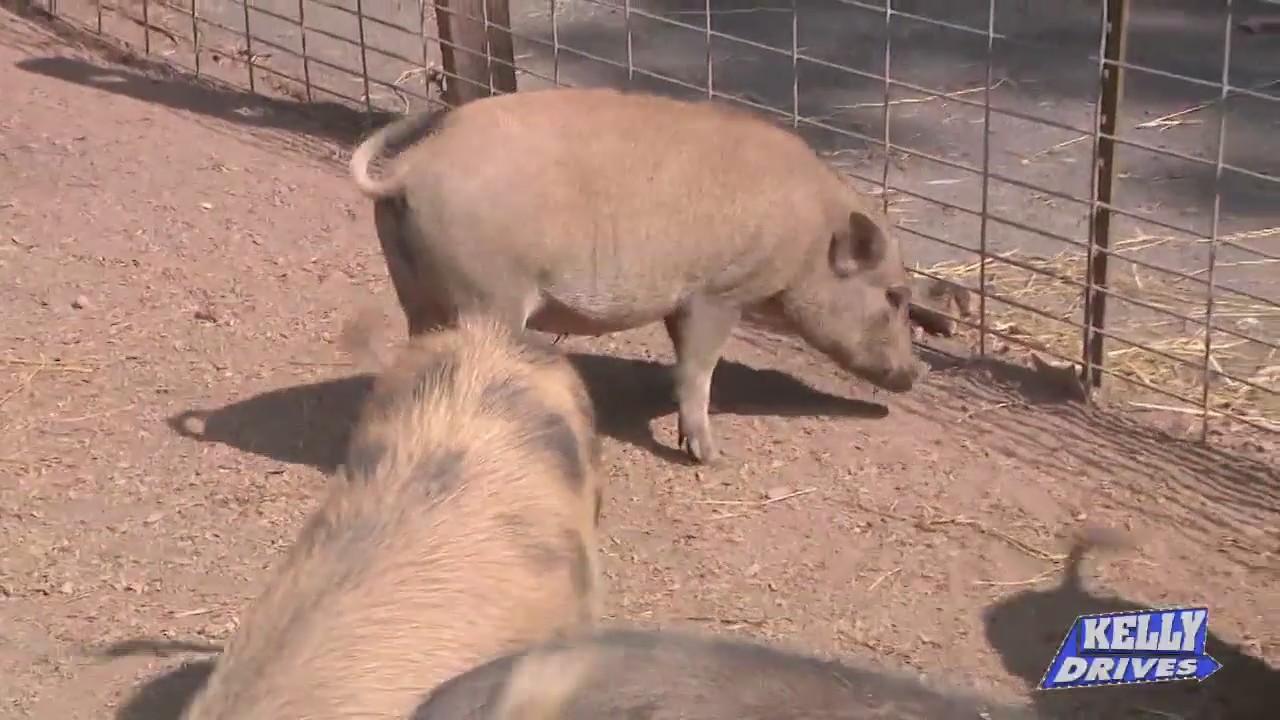 Petting Pigs at Ross Mill Farm | FOX 29 Philadelphia