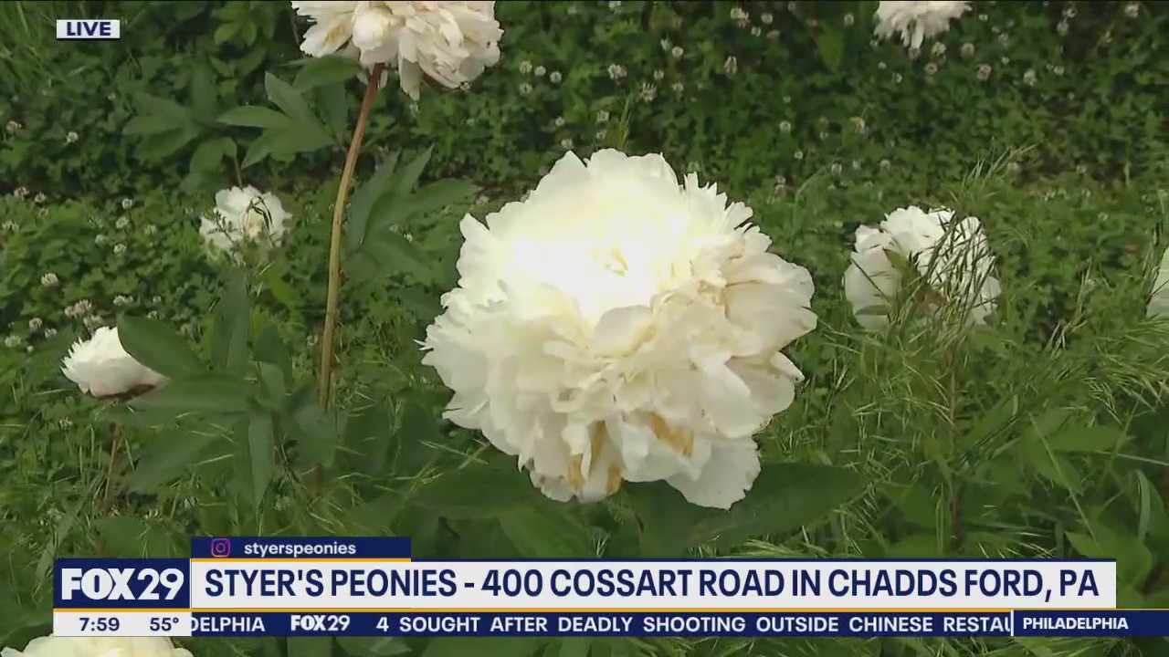 Jenn Fred explores Styer's Peonies Festival | FOX 29 Philadelphia
