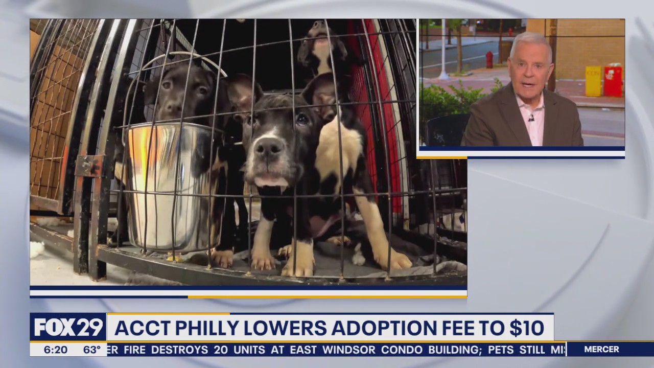 ACCT Philly lowers adoption fee to $10 | FOX 29 Philadelphia
