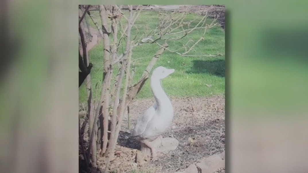 Beloved goose statue in Milwaukee gone | FOX6 Milwaukee