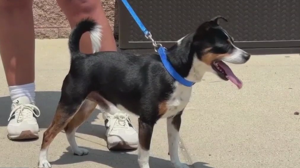 Wisconsin Humane Society at capacity | FOX6 Milwaukee