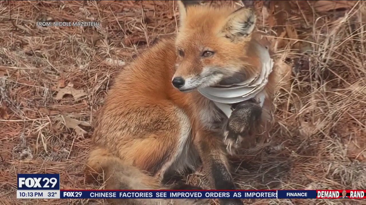 Fox stuck in piece of plastic in need of help in South Jersey | FOX 29 ...