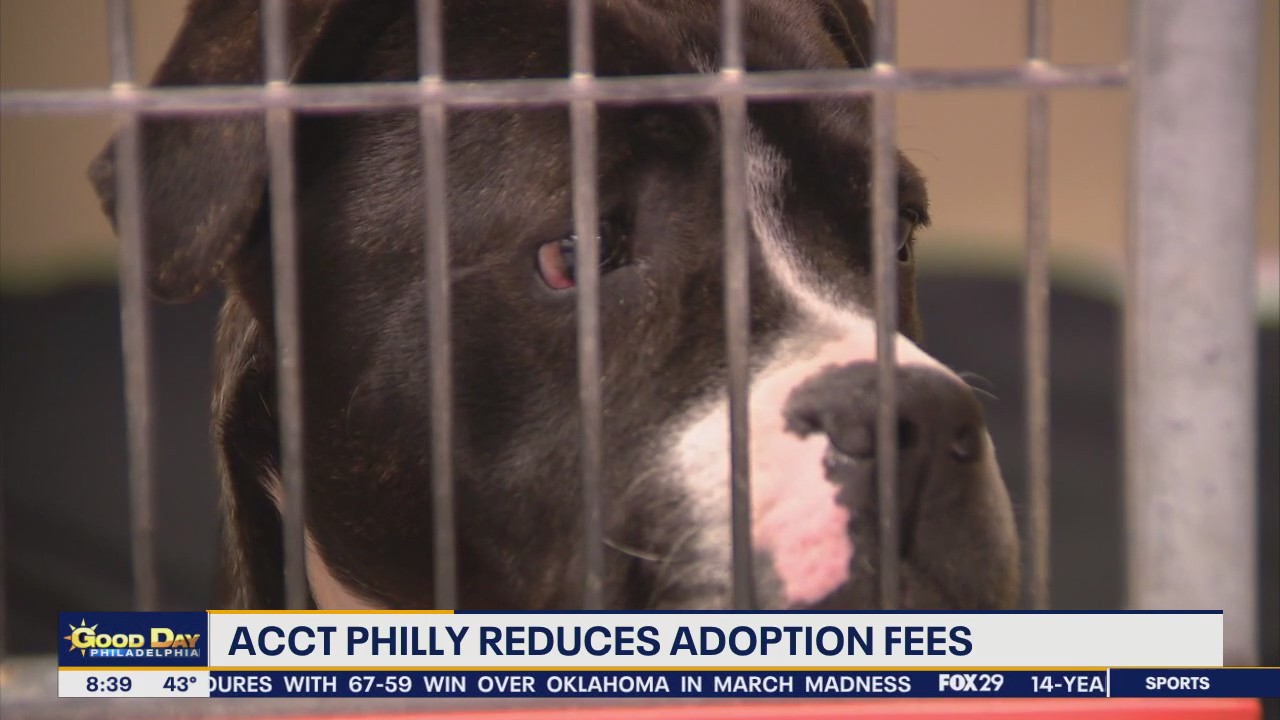 ACCT Philly reduces adoption fees | FOX 29 Philadelphia
