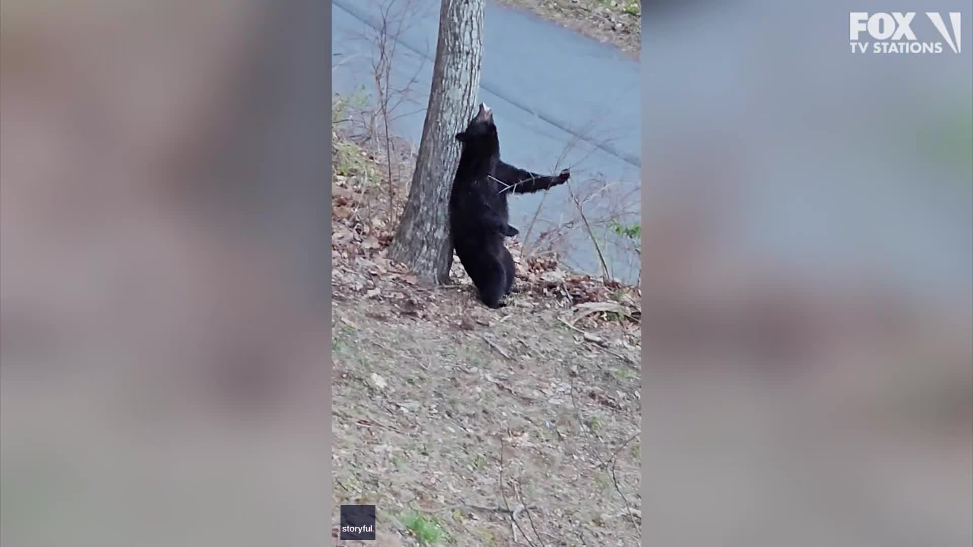 Bear enjoys scratching its back on tree, video shows | LiveNOW from FOX