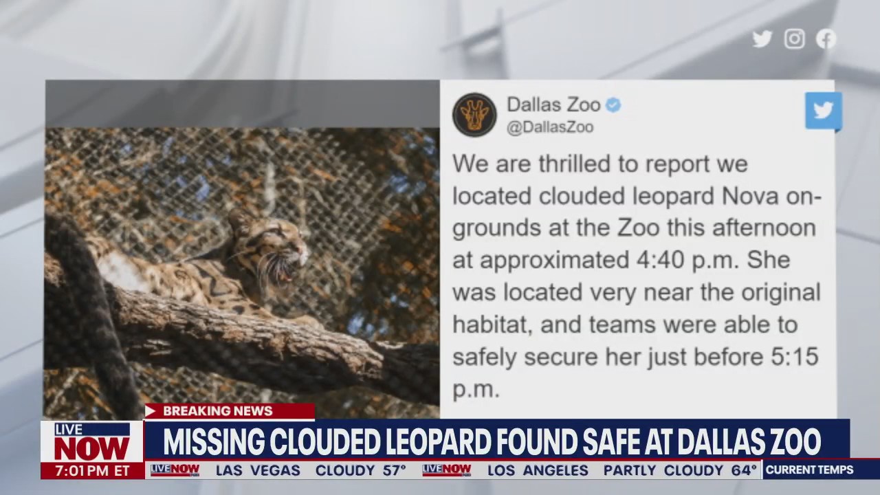 FOUND SAFE: Missing clouded leopard located on Dallas Zoo grounds ...