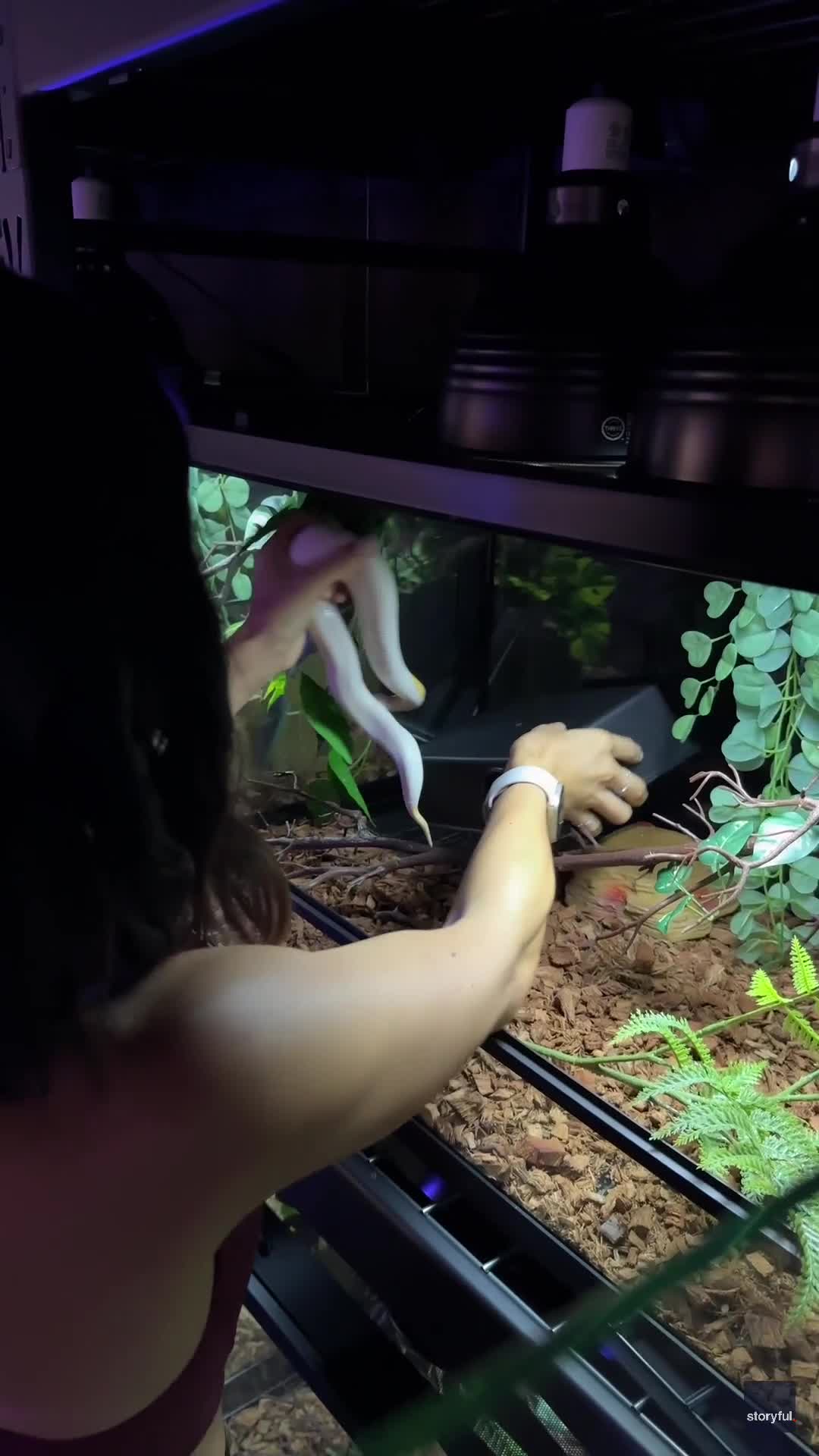 Yoga studio introduces thrilling sessions with live pythons | LiveNOW ...