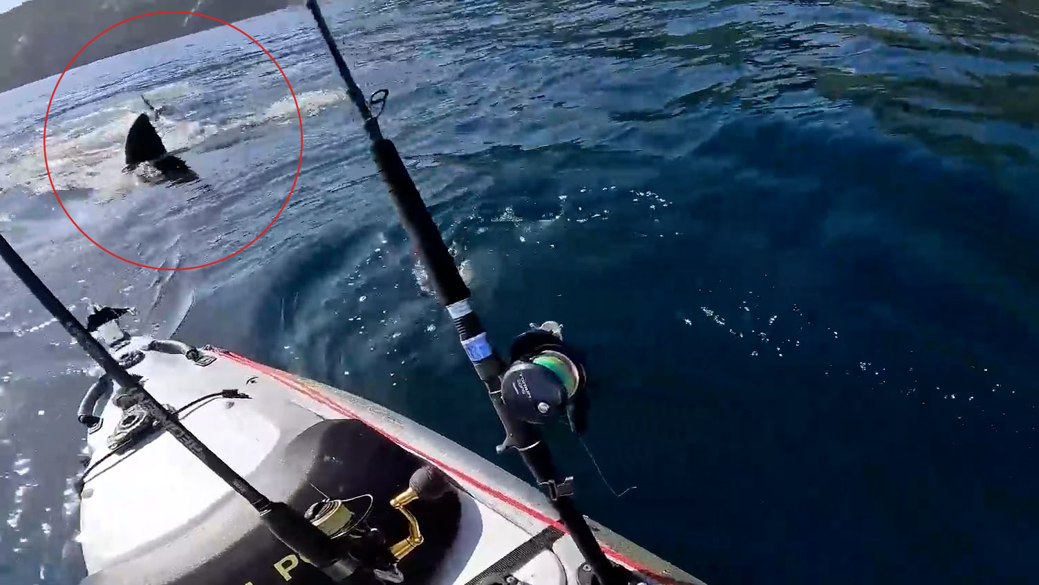Terrified kayaker films great white shark stalking him | LiveNOW from FOX