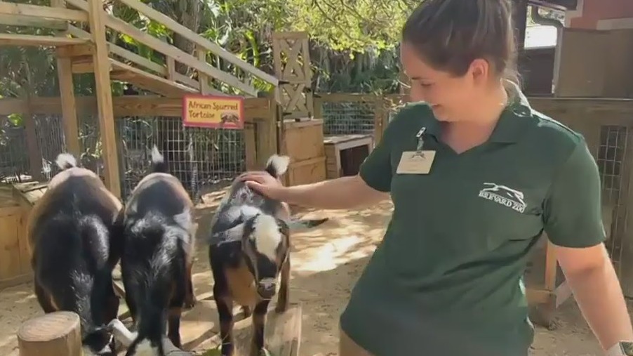 Wild Wednesday: Baby goats! | FOX 35 Orlando