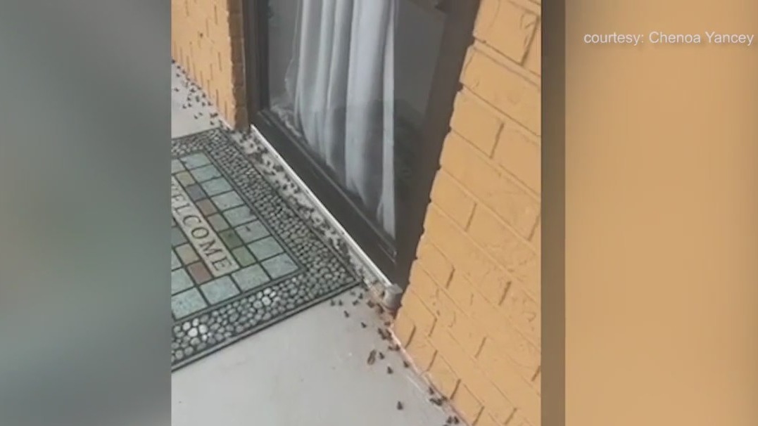 'Frog-mageddon': Why are frogs invading this Central Florida ...