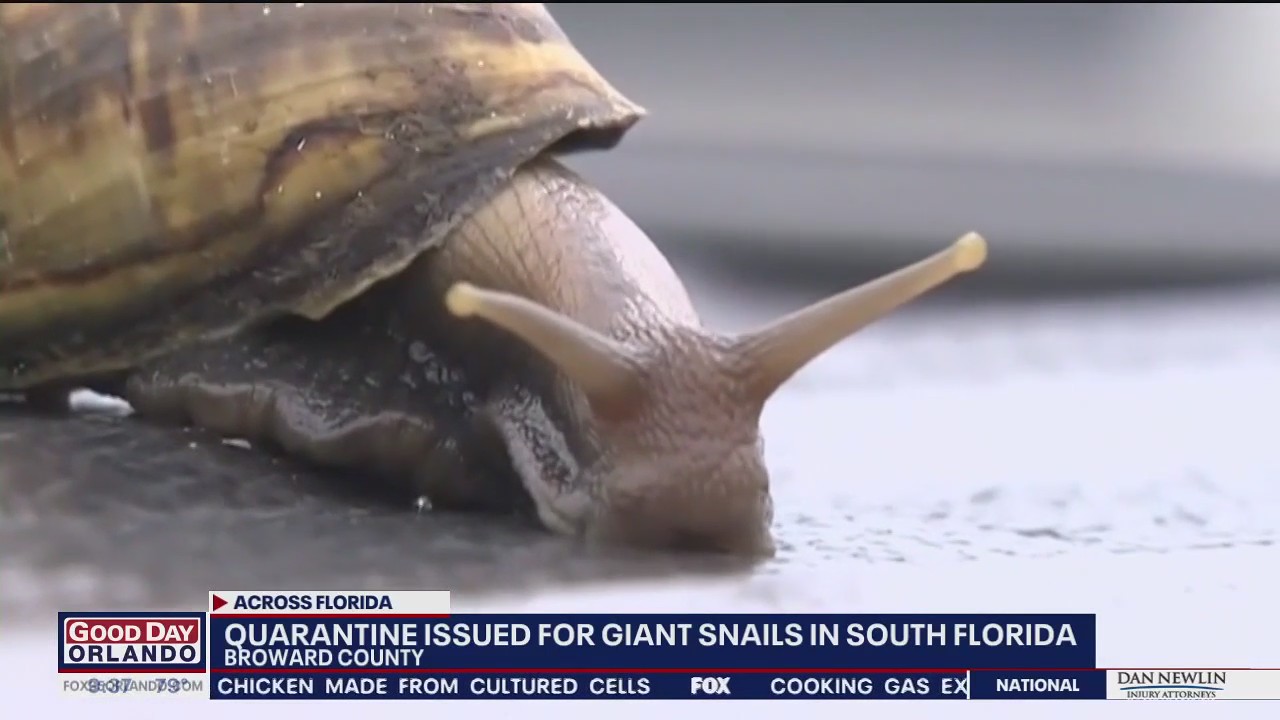 Giant African snails invade Florida community | FOX 35 Orlando