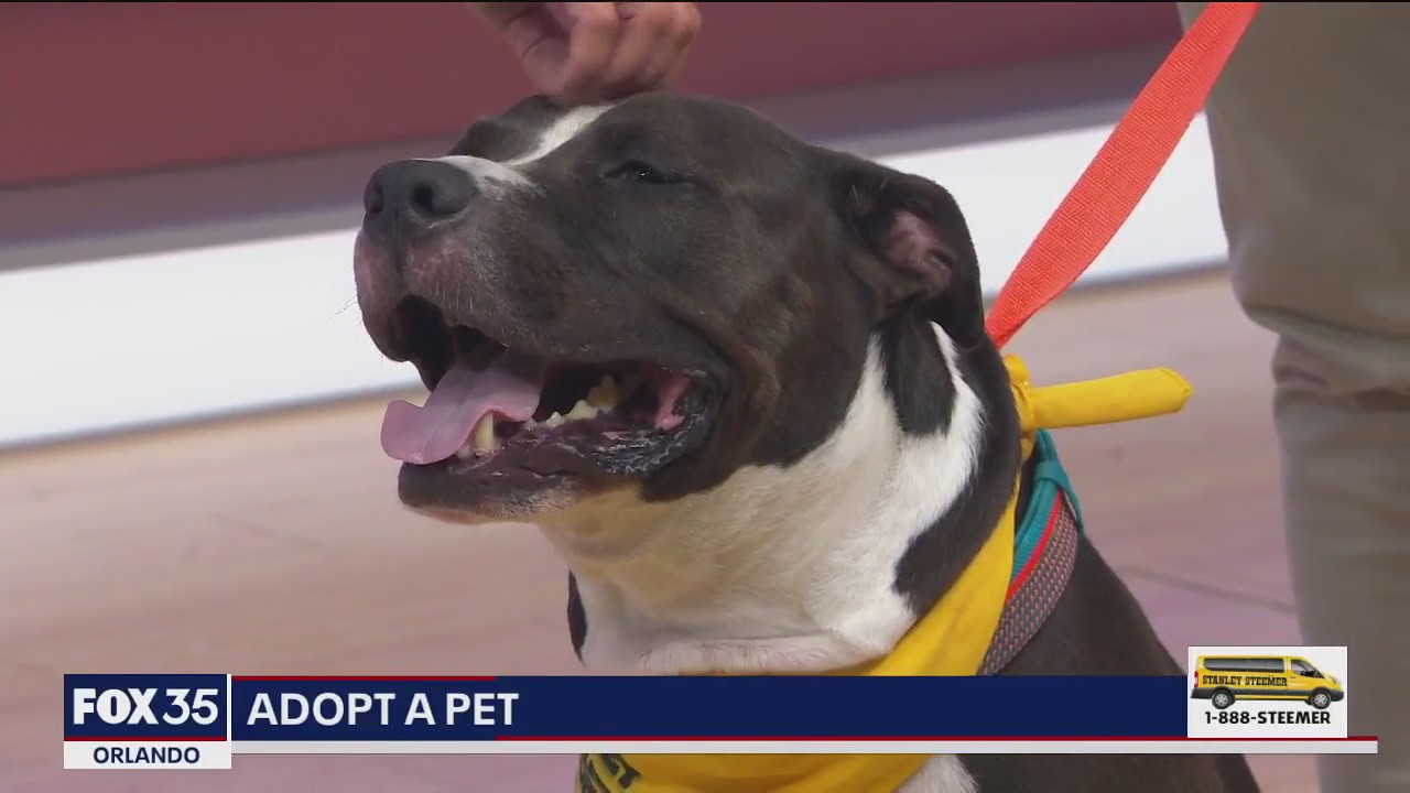 Adopt-A-Pet: Meet Draco | FOX 35 Orlando
