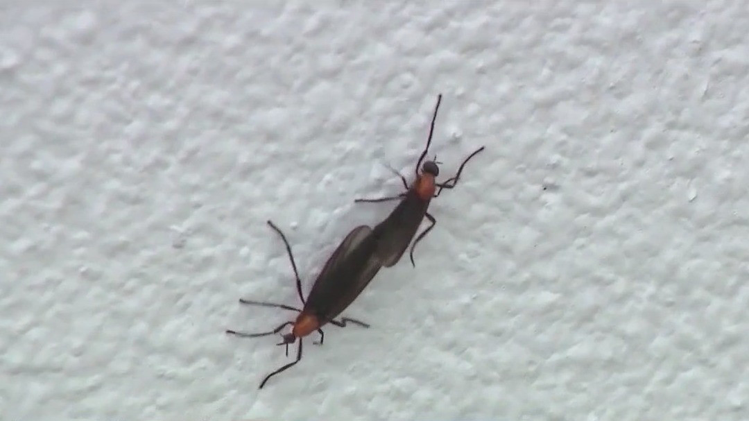 Where are the love bugs? Researchers stumped | FOX 35 Orlando