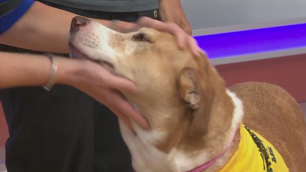 Adopt-A-Pet: Meet Aria | FOX 35 Orlando