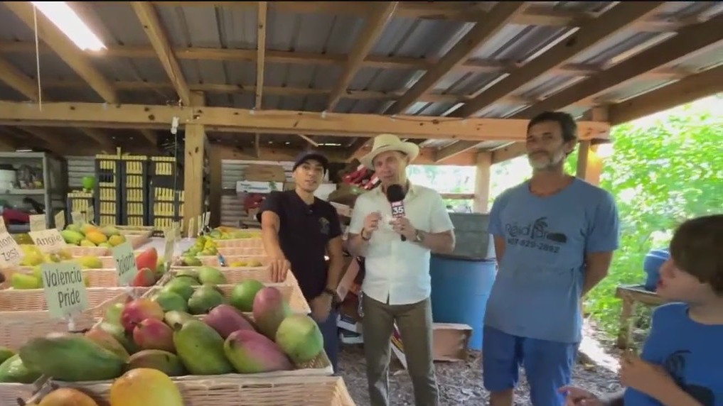 Mango tasting festival at The Reid Farm | FOX 35 Orlando