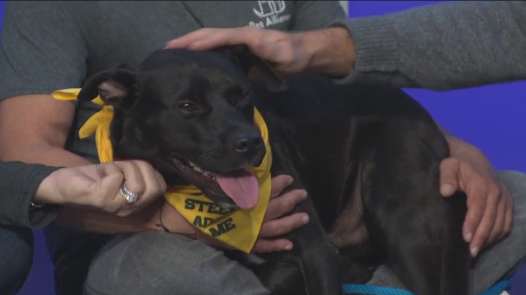 Adopt-A-Pet with Jerry O'Connell: Meet Jagger | FOX 35 Orlando