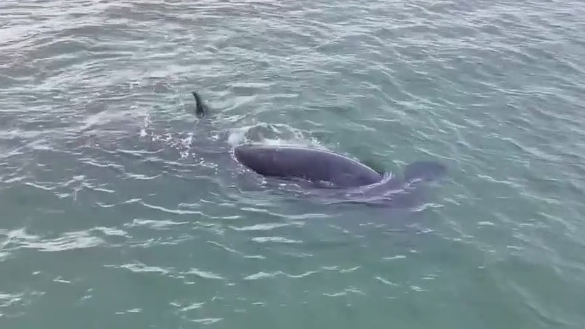 Rare right whales in Daytona Beach | FOX 35 Orlando